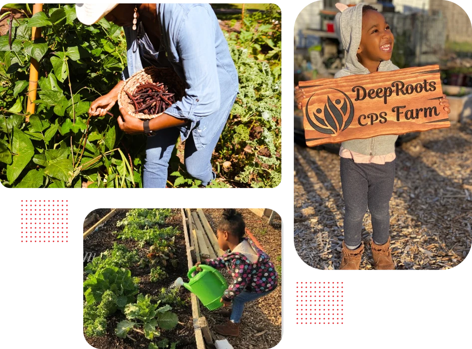 Deep Roots Farm Foundation